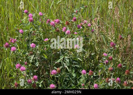Red Clover at Howell Hill Nature Reserve Epsom Surrey England Stock ...