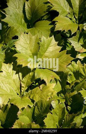 Rodgersia podophylla. Rodgers' bronze-leaf plant Stock Photo - Alamy
