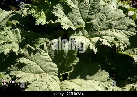 gunnera cryptica growing in wisley surrey england Stock Photo - Alamy