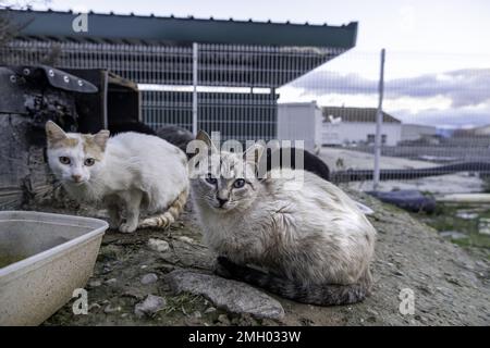 Abandoned street cats, stray animals, pets Stock Photo - Alamy