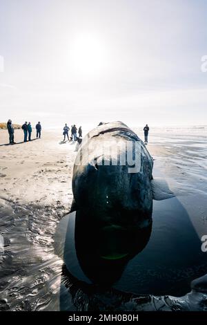 Sperm Whale (Physeter macrocephalus) . Human visitors viewing tail ...