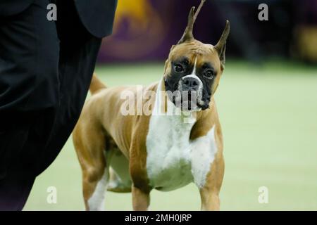 Wilma, a boxer, competes in the Best in Show contest at the 144th ...