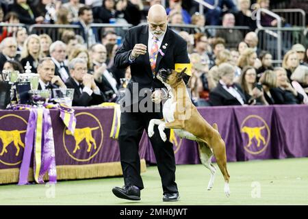 Wilma, the boxer, competes during 144th Westminster Kennel Club dog ...