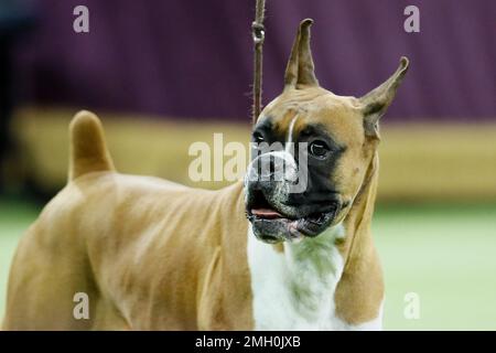 Wilma, a boxer, competes in the Best in Show contest at the 144th ...