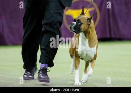 Wilma, a boxer, competes in the Best in Show contest at the 144th ...