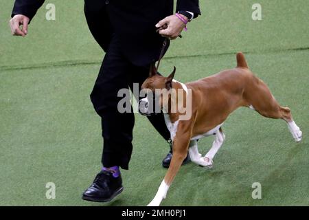 Wilma, a boxer, competes with the working group at the Westminster ...