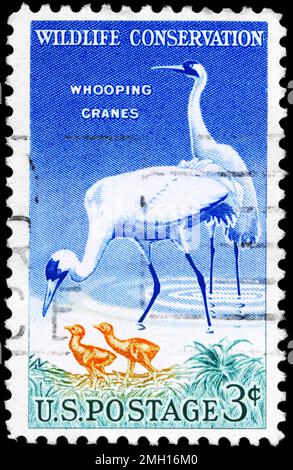 Whooping Crane Couple Stock Photo - Alamy