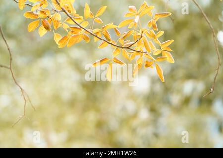 Closup of brown orange autumn leaf fall nature view on blurred ...