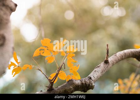 Closup of brown orange autumn leaf fall nature view on blurred ...
