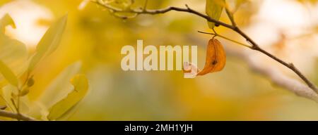 Closup of brown orange autumn leaf fall nature view on blurred ...