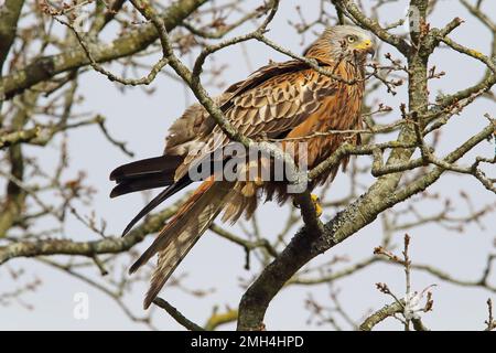 Red kite perched in an oak tree with blue sky background Stock Photo ...