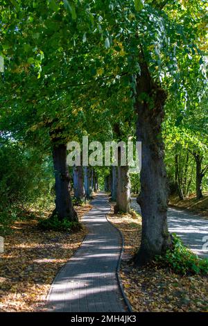 Paved path between green trees by sunshine Stock Photo - Alamy
