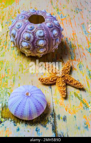 Purple Sea Urchin And Starfish Still Life Stock Photo - Alamy