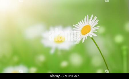 Daisy landscape. Chamomile flowers. Medical herbs in the countryside ...