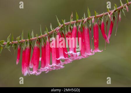Fuchsia Heath plant in flower Stock Photo - Alamy