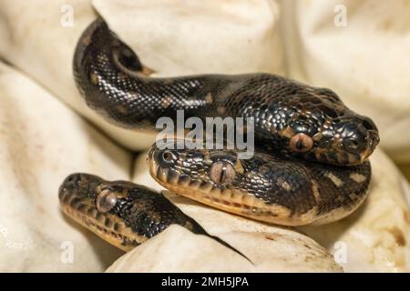 Australian Diamond Pythons hatching from eggs Stock Photo - Alamy