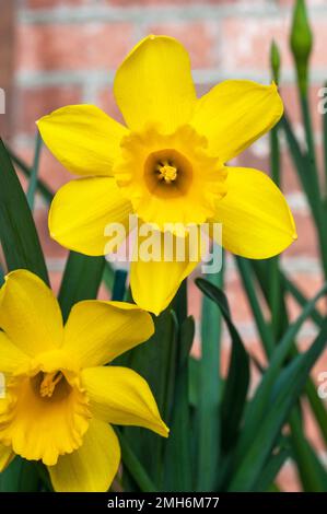 Close up of group of Narcissi Sweetness a mid spring flowering daffodil ...