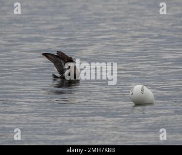 An immature male common eider mid wing flap Stock Photo - Alamy