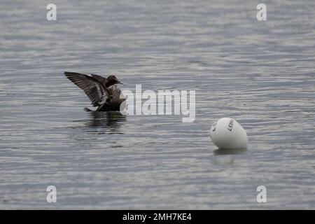 An immature male common eider mid wing flap Stock Photo - Alamy