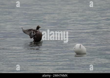 An immature male common eider mid wing flap Stock Photo - Alamy
