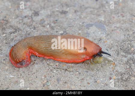 Big land slug or shell-less terrestrial gastropod mollusc hi-res Stock ...