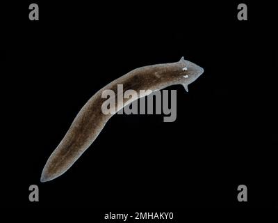 Darkfield image of an aquatic planarian flatworm (Cura foremanii). This ...