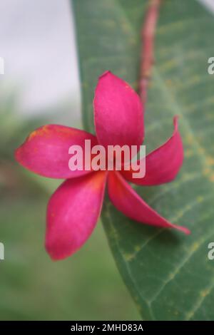 Creative layout made of red flowers. Lay flat. natural concept Stock ...