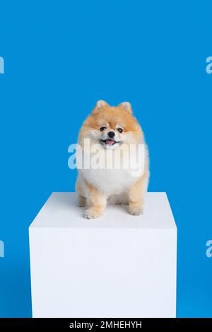 pomeranian dog on the platform Stock Photo - Alamy