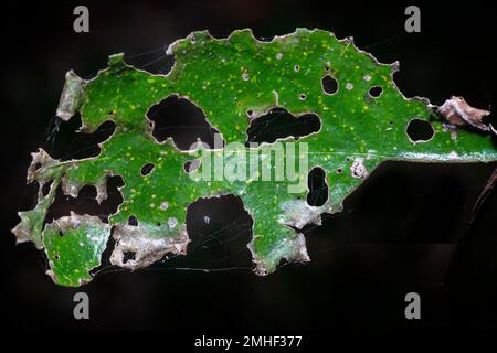Close-up of insect ravaged and decaying supporting log resting on top ...