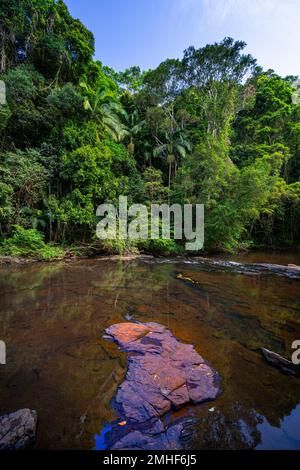 Rainforest along the banks of Obi Obi Creek, Blackall Range, near ...