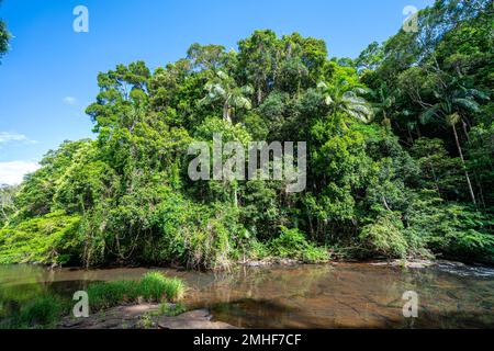 Rainforest along the banks of Obi Obi Creek, Blackall Range, near ...