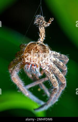 Dead spider curled up Stock Photo - Alamy