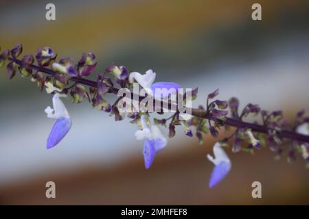 Isodon japonicus flower. Growing in the yard Stock Photo - Alamy