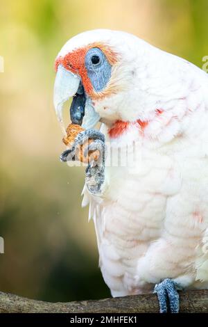 Eastern Long Billed Corella Stock Photo - Alamy