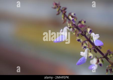 Isodon japonicus flower. Growing in the yard Stock Photo - Alamy