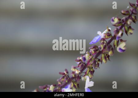 Isodon japonicus flower. Growing in the yard Stock Photo - Alamy