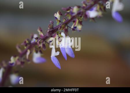 Isodon japonicus flower. Growing in the yard Stock Photo - Alamy