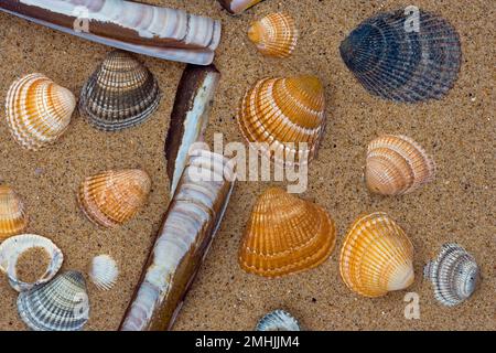sea shell, Holkham Beach, North Norfolk Stock Photo - Alamy
