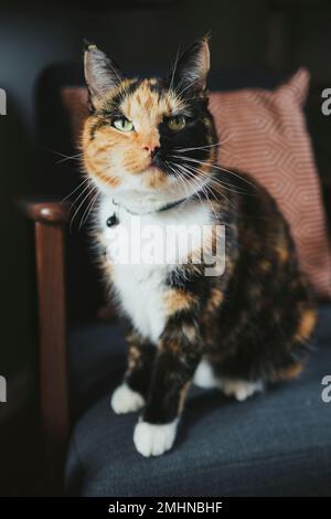 Tri-colored cat sitting on armchair Stock Photo - Alamy