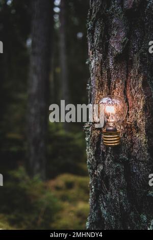 Lit light bulb on tree stump in forest Stock Photo - Alamy