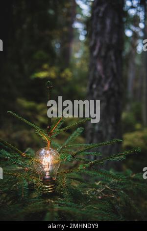 Lit light bulb on tree in forest Stock Photo - Alamy
