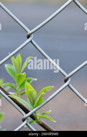Close-up of green chain-link fence with repeating diamond-shaped ...
