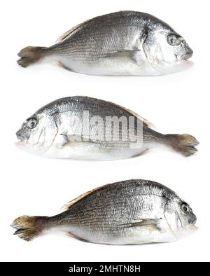 Set of fresh raw dorada fish on white background Stock Photo - Alamy