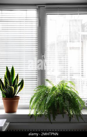 Potted Sansevieria plant near window at home Stock Photo - Alamy