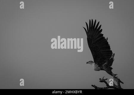 Mono African fish eagle flies from tree Stock Photo - Alamy