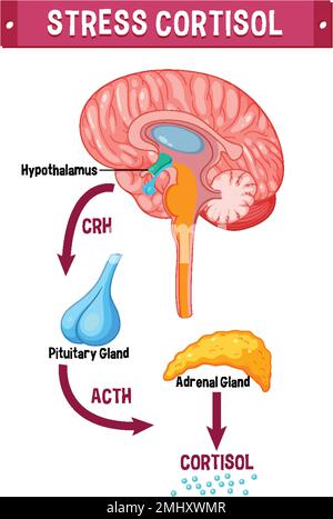 Stress cortisol system scheme illustration Stock Vector Image & Art - Alamy