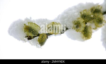 Willow catkins in the snow, cooling in late spring. Dangerous frosts ...