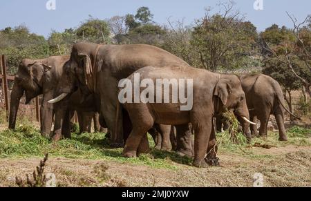 Indian elephants used for jungle work feeding at Bannerghatta National ...