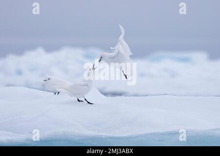 Three ivory gulls (Pagophila eburnea / Larus eburneus) on ice floe ...