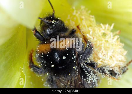 Bumblebee (Bombus sp.) pollinating flowers Stock Photo - Alamy